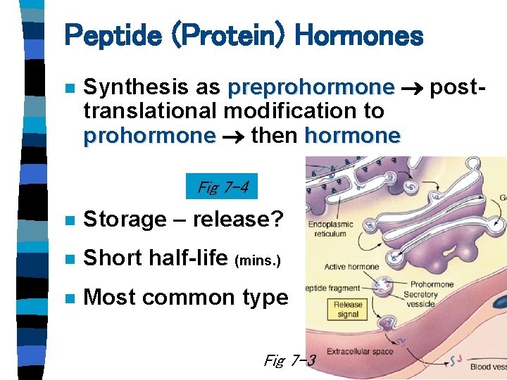 Hormones classification control of Endocrine Pathologies The endocrine