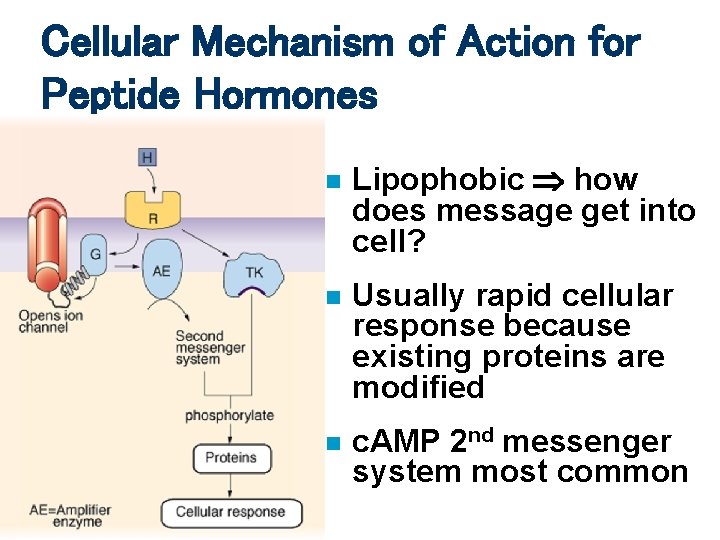 Hormones classification control of Endocrine Pathologies The endocrine