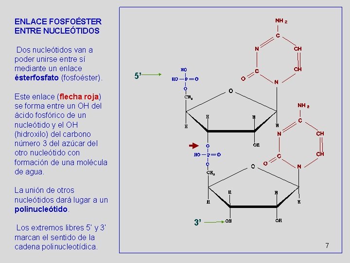 UNIDAD Organizacin estructura y actividad celular Carbohidratos lpidos
