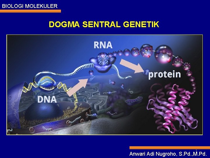 BIOLOGI MOLEKULER DOGMA SENTRAL GENETIK 1 Anwari Adi