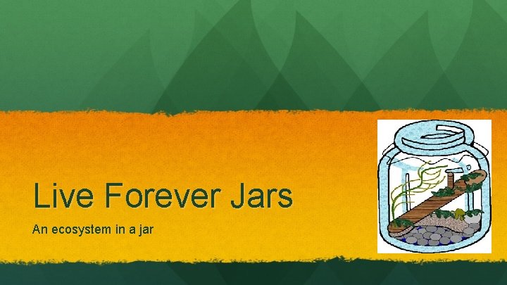 Live Forever Jars An ecosystem in a jar