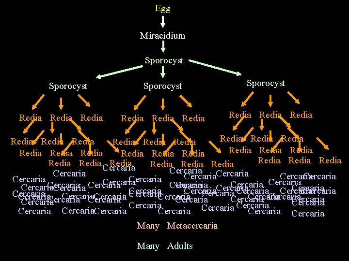 Overview of Common Types of Parasite Life Cycles