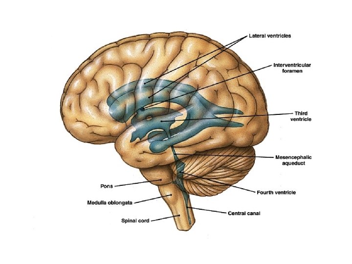Introduction The cerebrospinal fluid is a modified tissue