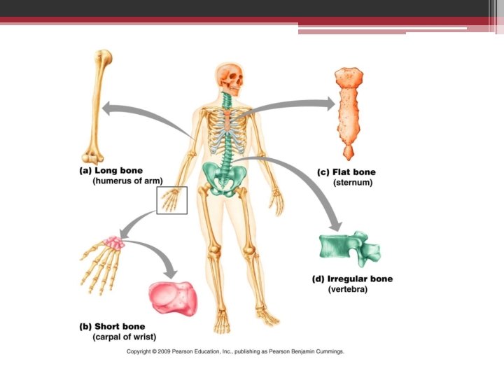 Basics of Anatomy and Tissue Injuries Anatomical Position