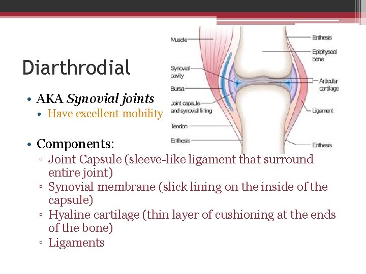 Basics of Anatomy and Tissue Injuries Anatomical Position