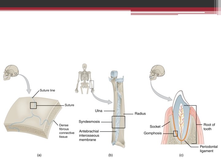 Basics of Anatomy and Tissue Injuries Anatomical Position