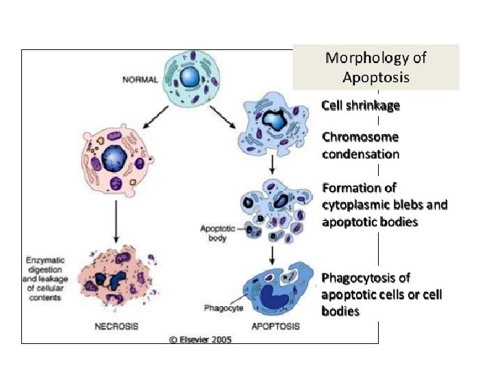 Introduction to pathology lecture 5 Cell injury apoptosis