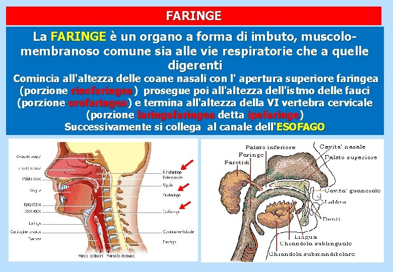 BIOLOGIA IL CORPO UMANO LEZIONE N 10 slide