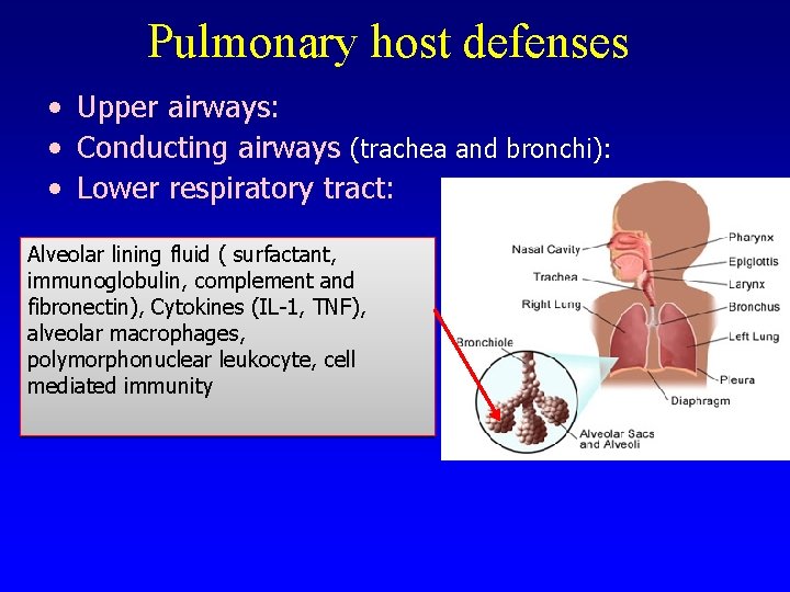 Pulmonary infections Pneumonia Pneumonia can be very broadly
