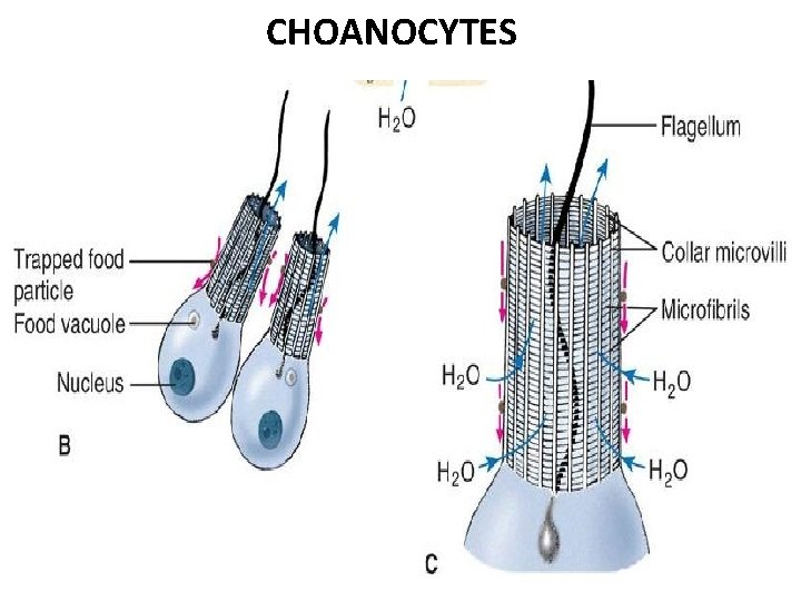 PORIFERA CNIDARIA Tissue Levels of organization Origins of