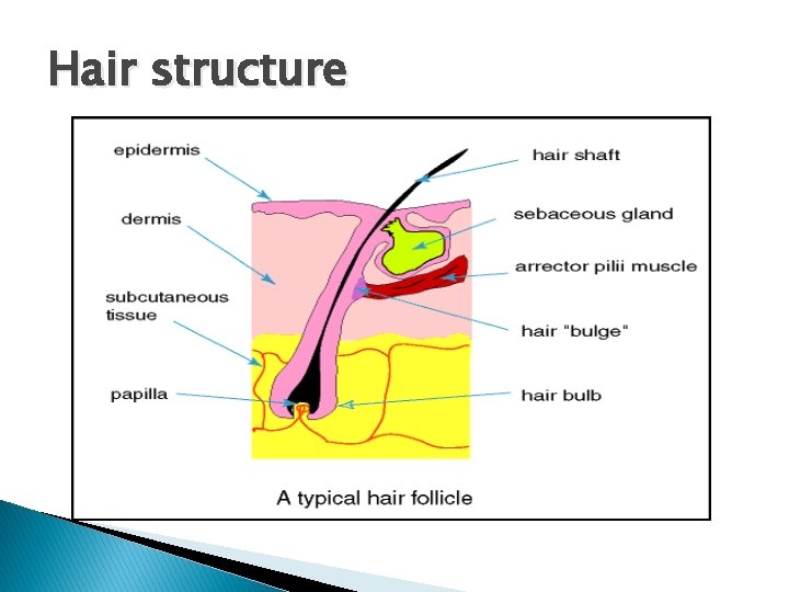 Hair Growth Cycle Depilation Hair structure Hair growth