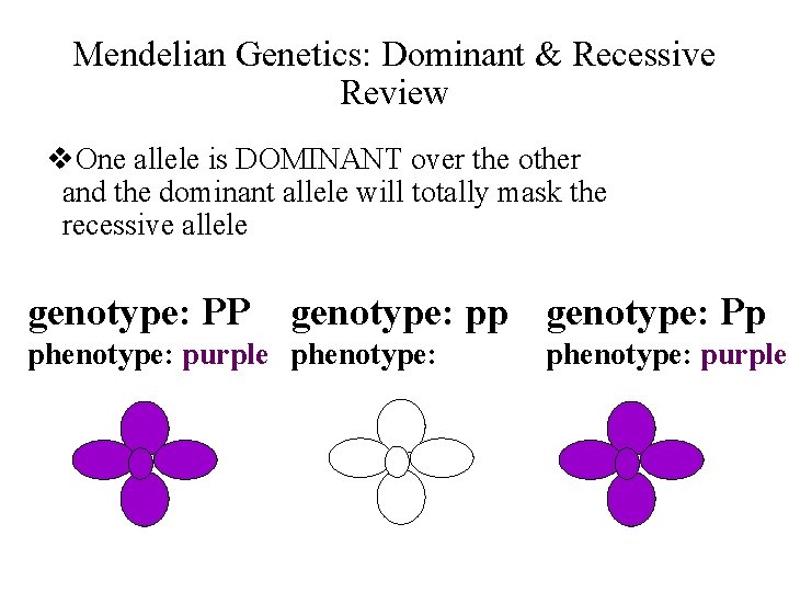 Mendelian Genetics Dominant Recessive Review v One allele