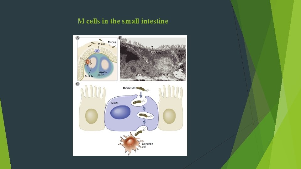 Chapter 14 Specialized Immunity at Epithelial Barriers and