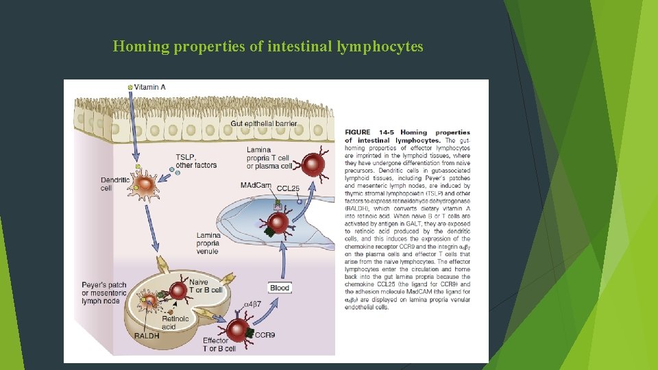 Chapter 14 Specialized Immunity at Epithelial Barriers and