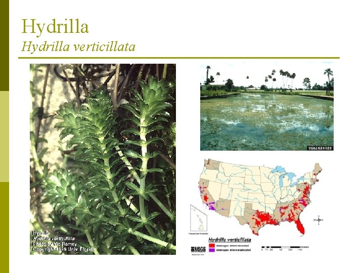 Invasive Aquatic Plants Gary J Burtle Animal Dairy