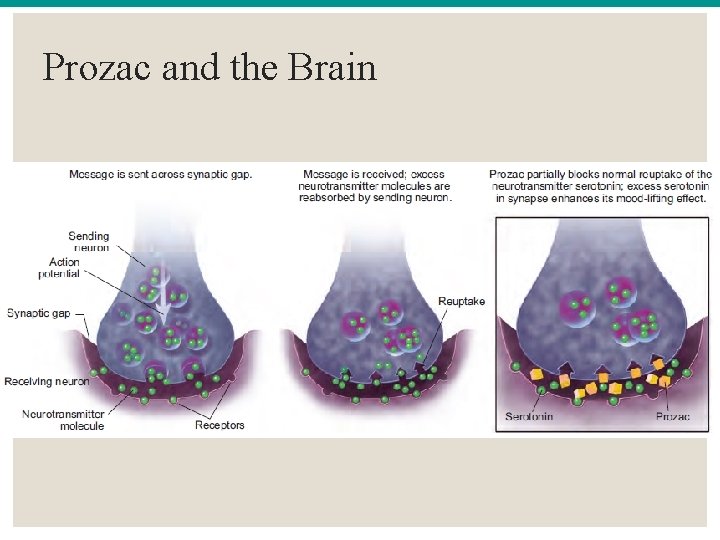 Treatment of Psychological Disorders Module 34 BIOMEDICAL THERAPIES