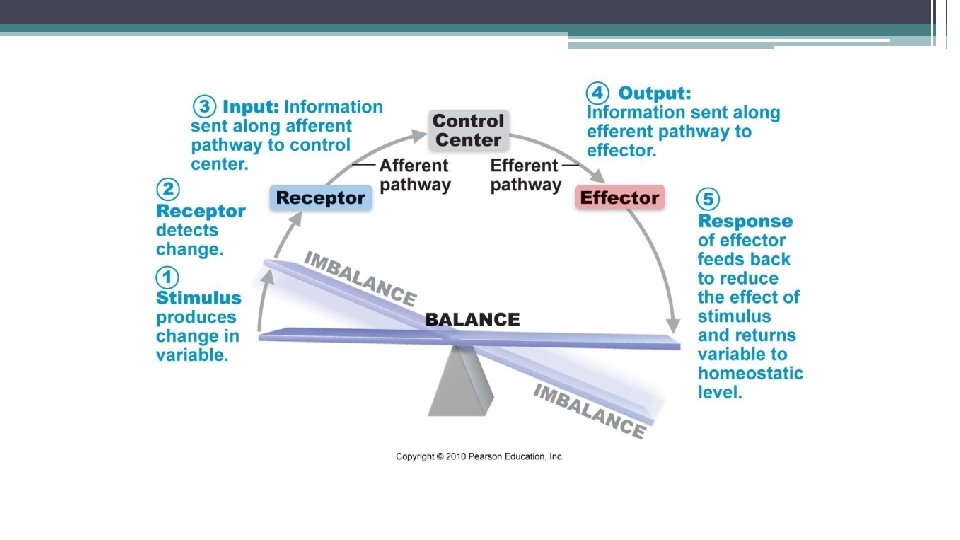 Organ Systems and Body Cavities Exercise 2 Overview
