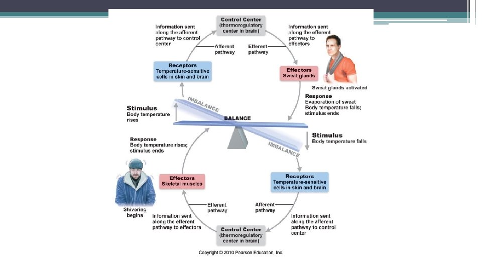 Organ Systems and Body Cavities Exercise 2 Overview