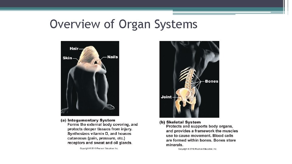 Organ Systems and Body Cavities Exercise 2 Overview