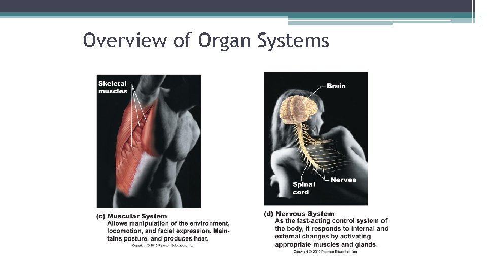 Organ Systems and Body Cavities Exercise 2 Overview