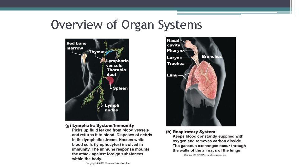 Organ Systems and Body Cavities Exercise 2 Overview