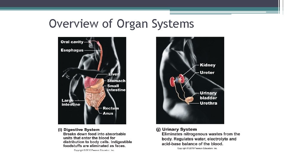 Organ Systems and Body Cavities Exercise 2 Overview