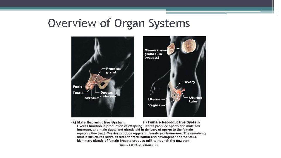 Organ Systems and Body Cavities Exercise 2 Overview