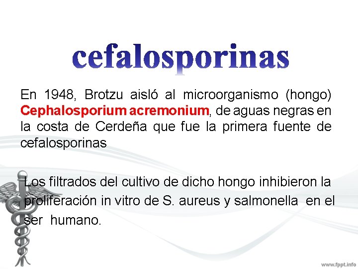 En 1948 Brotzu aisl al microorganismo hongo Cephalosporium