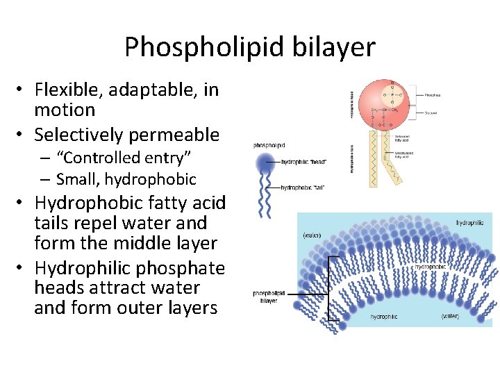 2 4 Membrane Structure Phospholipid bilayer Flexible adaptable