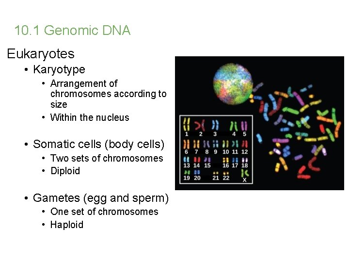 BIOLOGY 2 E Chapter 10 CELL REPRODUCTION Power