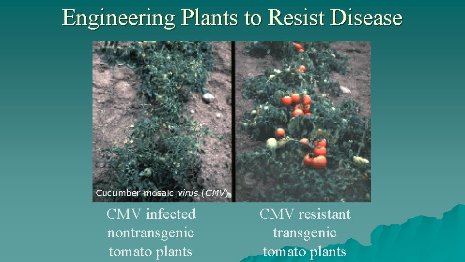 Genetic Engineering Part 4 Applications of Recombinant DNA