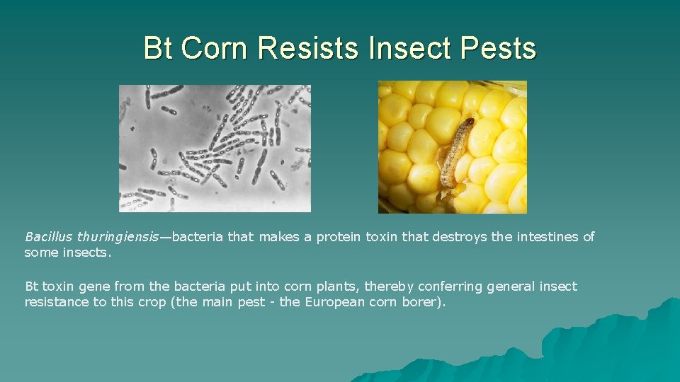 Genetic Engineering Part 4 Applications of Recombinant DNA