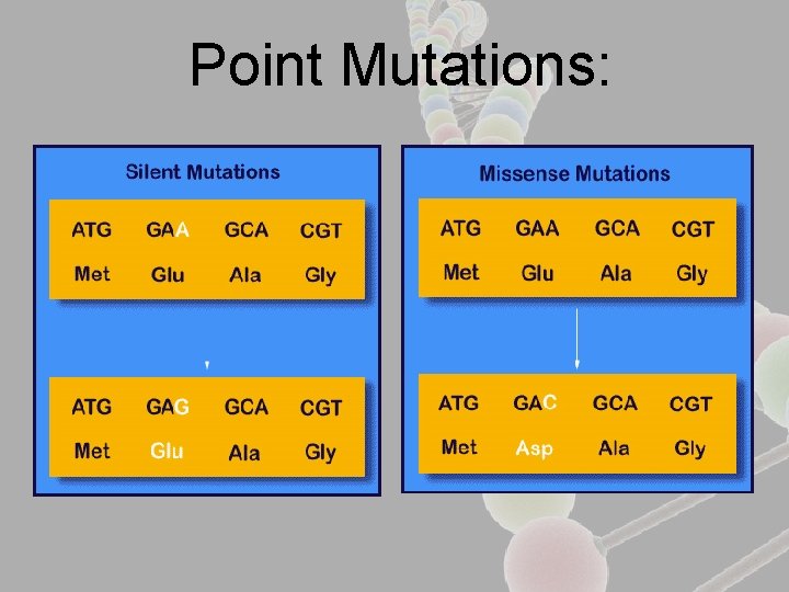 Mutations Changing DNA SBI 4 U Biology Mutations