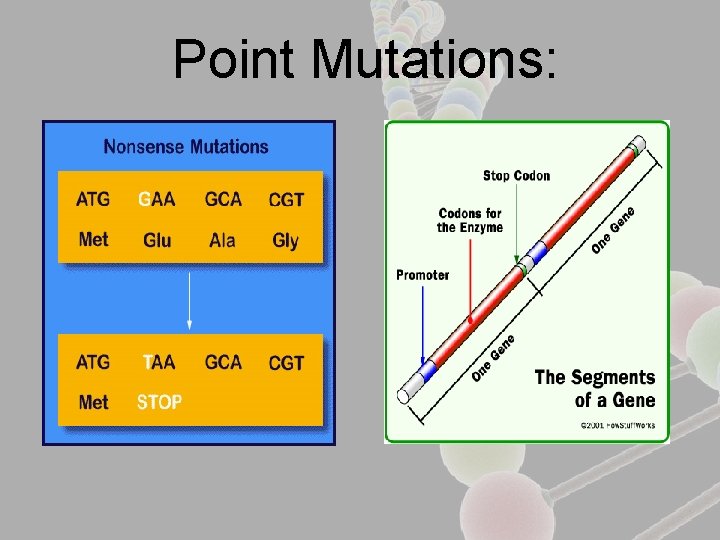 Mutations Changing DNA SBI 4 U Biology Mutations