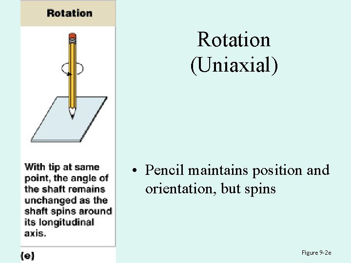Articulations Chapter 9 Classification Table 9 1 Functional