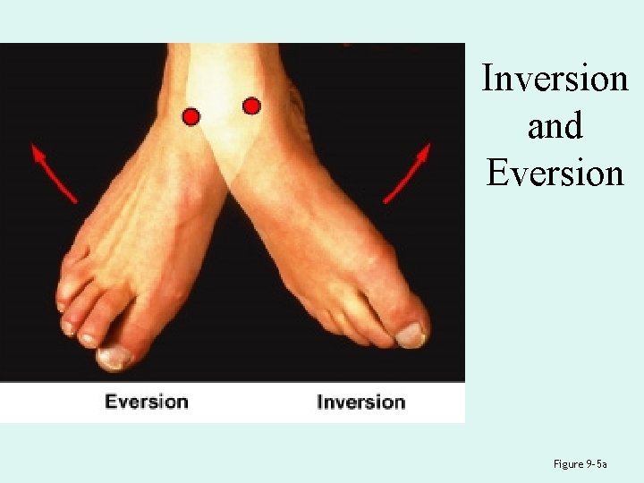 Articulations Chapter 9 Classification Table 9 1 Functional