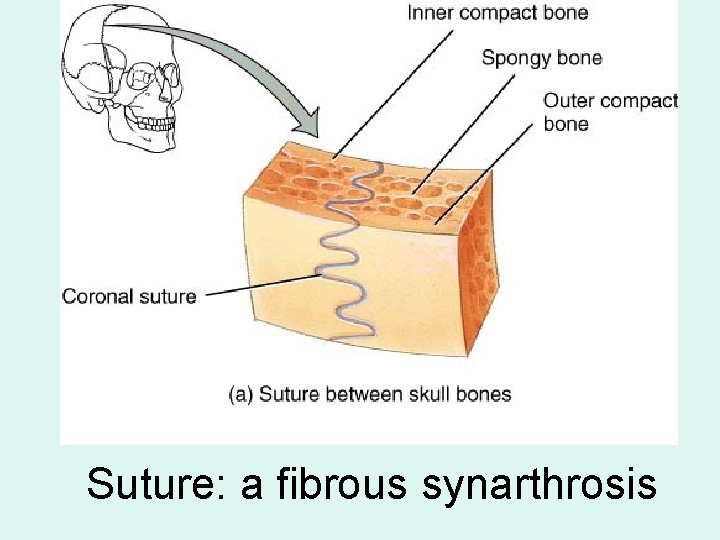 Articulations Chapter 9 Classification Table 9 1 Functional