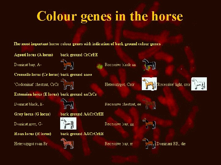 Chapter 11 Colour genetics Hair types Colour types