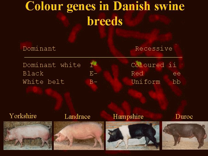 Chapter 11 Colour genetics Hair types Colour types