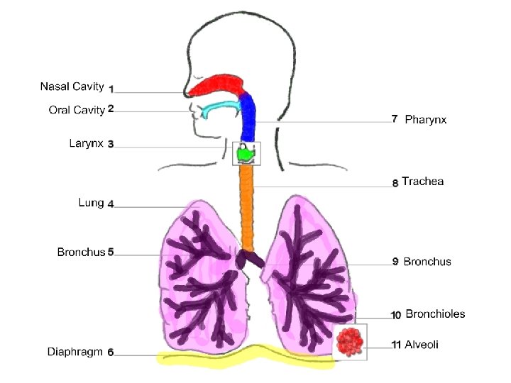 THE PATHWAY OF AIR 1 Nasal Cavity or