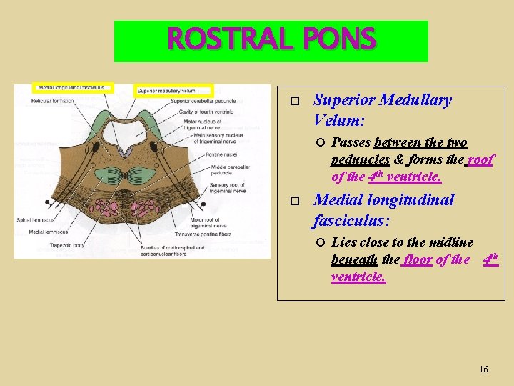 INTERNAL STRUCTURE OF THE BRAIN STEM By DR