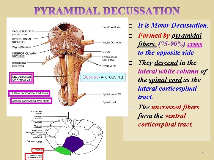 INTERNAL STRUCTURE OF THE BRAIN STEM By DR