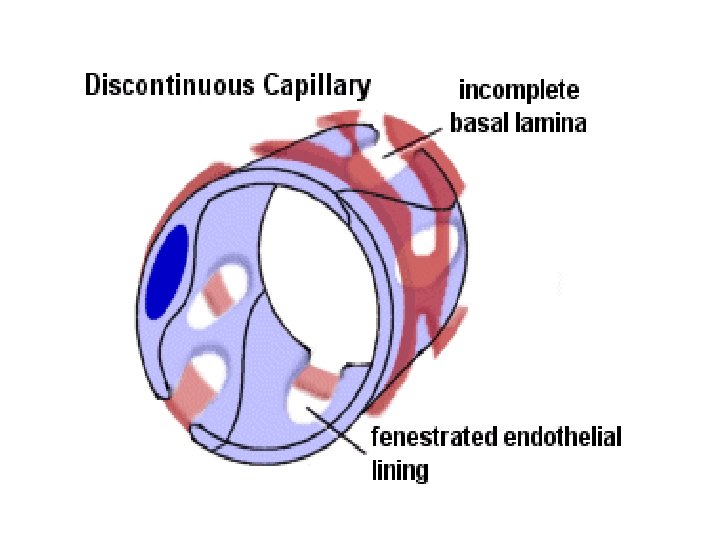 Capillaries Are very small vessels their diameter ranges