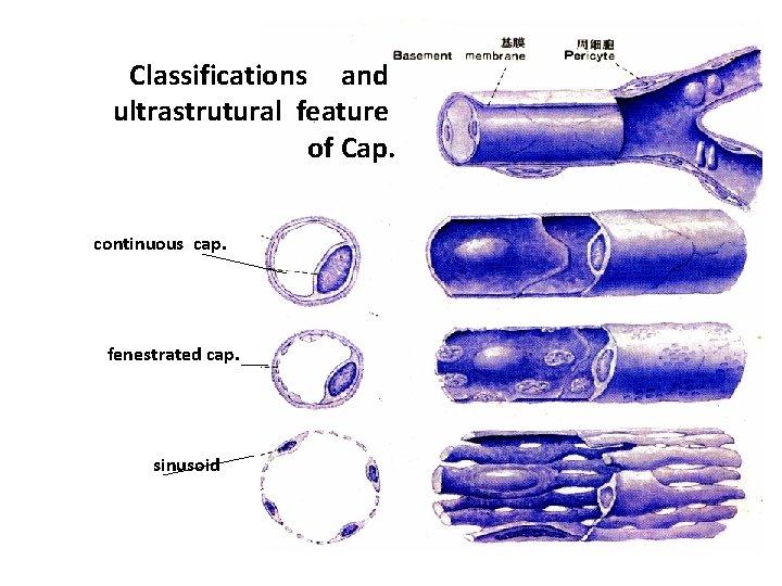 Capillaries Are very small vessels their diameter ranges