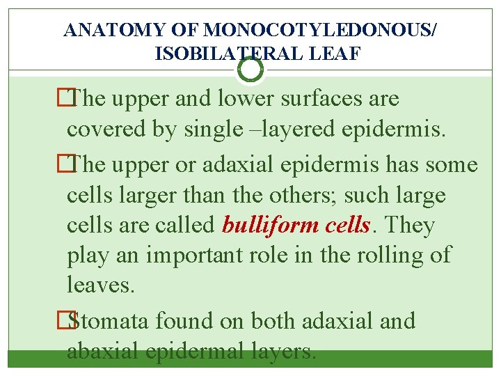 ANATOMY OF DICOT AND MONOCOT LEAF ANATOMY OF