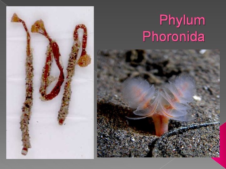 Todos son marinos excepto algunos briozoos de agua