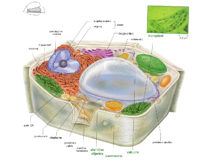 EUKARIOTSKE STANICE osnovni dijelovi jezgra citoplazma i stanina