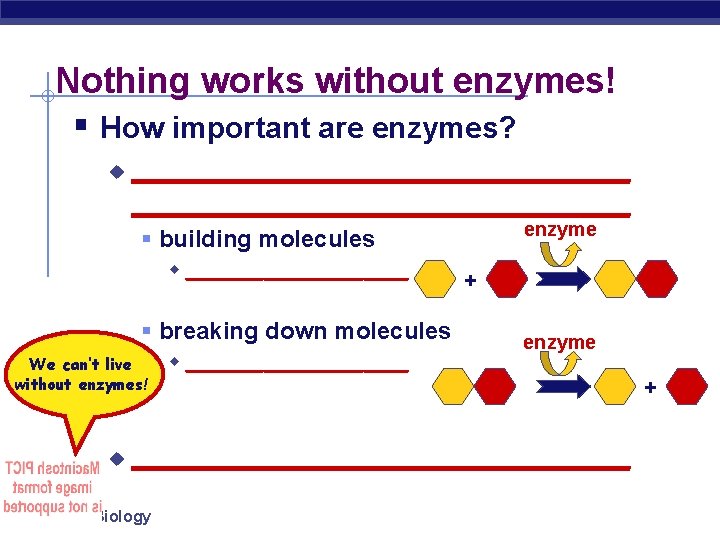 Enzymes Helper Protein molecules Regents Biology 2006 2007