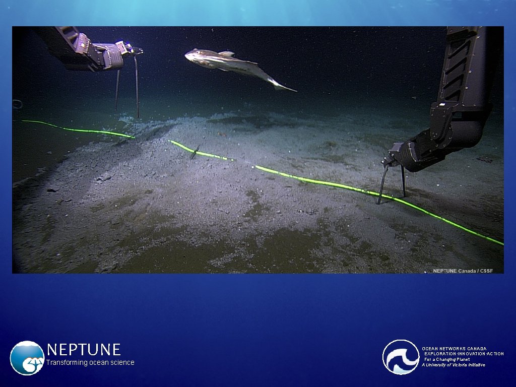 Seismic and Bottom Pressure Data Martin Heesemann NEPTUNE