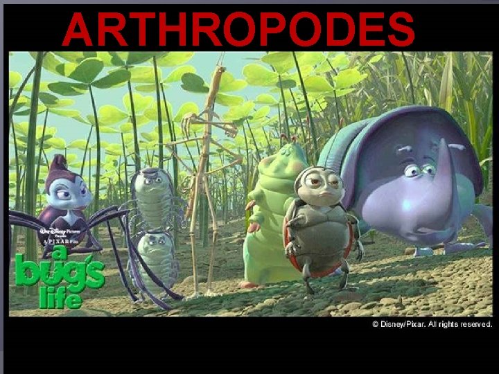 ARTHROPODES ARTHRO articulaes articulado PODA Ps patas TRILOBITAS